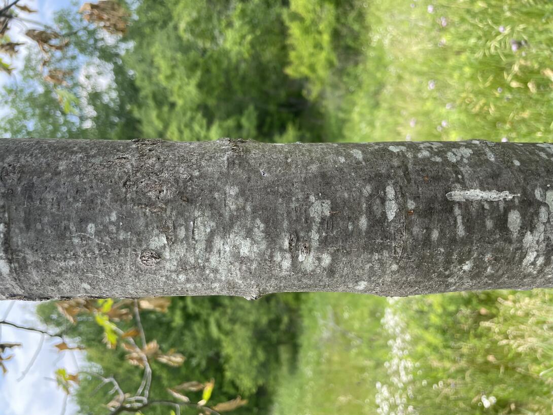 Scarlet Oak | CMP Tree Selection Tool